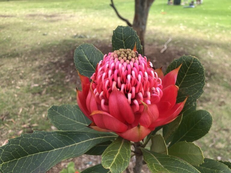 15 Native Australian Trees for Your Landscape | Constructionify