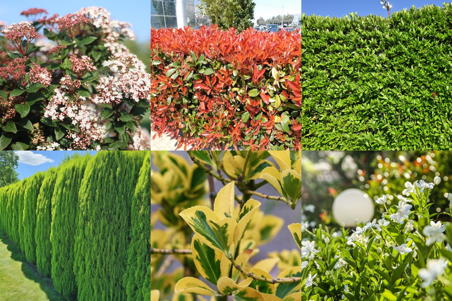 33 Best Hedging and Screening Plants for Privacy in Australian Garden ...
