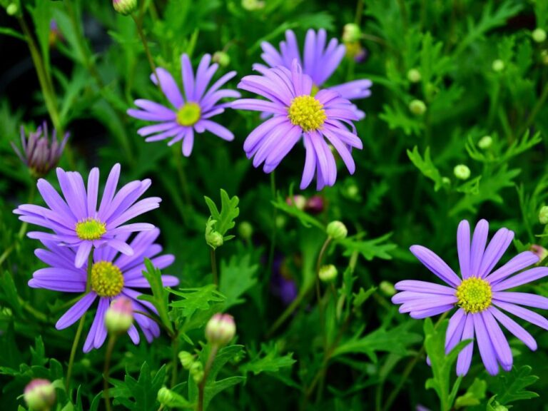 10 Best Native Australian Plants for Your Garden | Constructionify