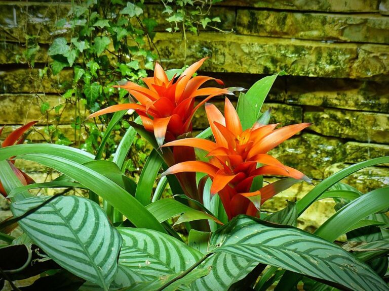 31 Best Foliage Plants for Stunning Gardens | Constructionify