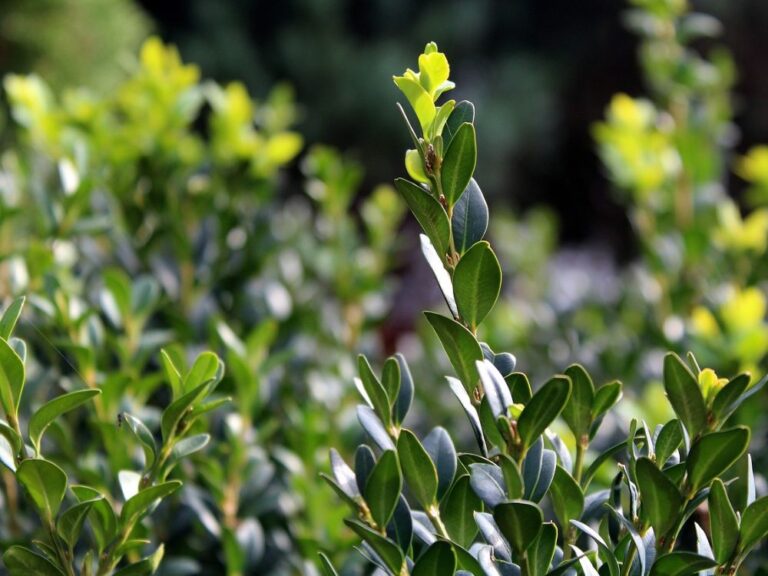 Top 15 Frost Tolerant Plants for Your Garden | Constructionify