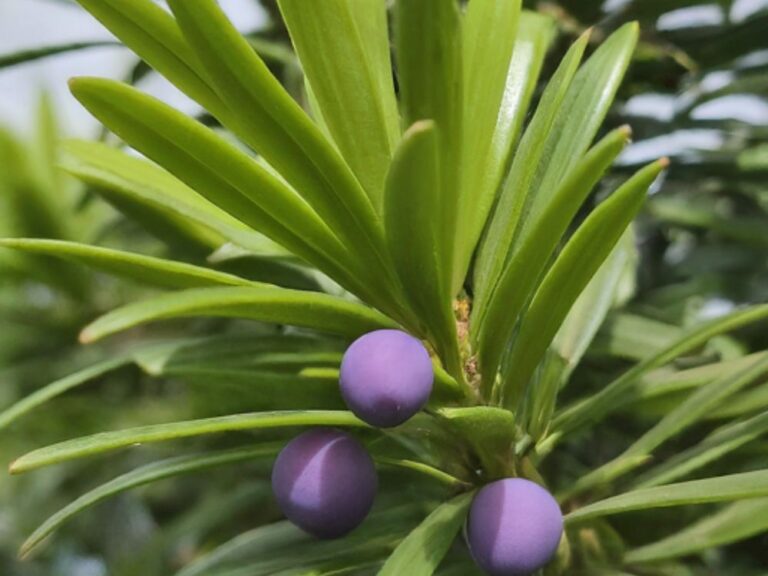 15 Native Australian Trees for Your Landscape | Constructionify