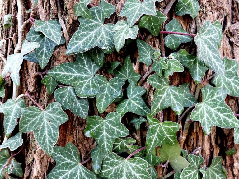 16 Cascading Plants: Transform Your Garden with Vibrant Greenery and ...