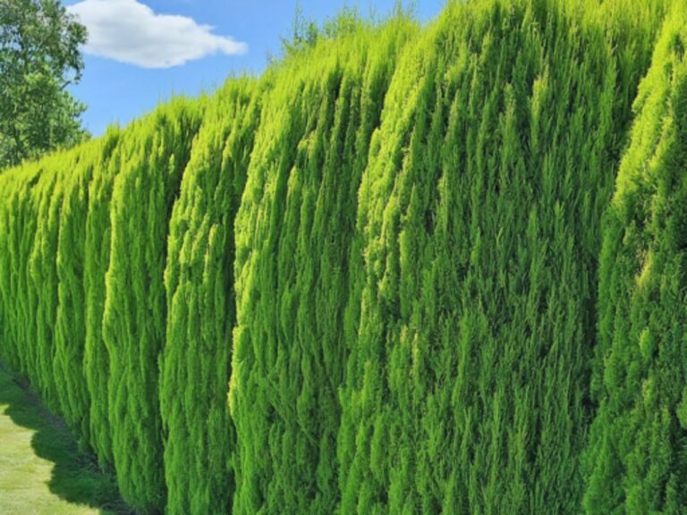 33 Best Hedging and Screening Plants for Privacy in Australian Garden ...