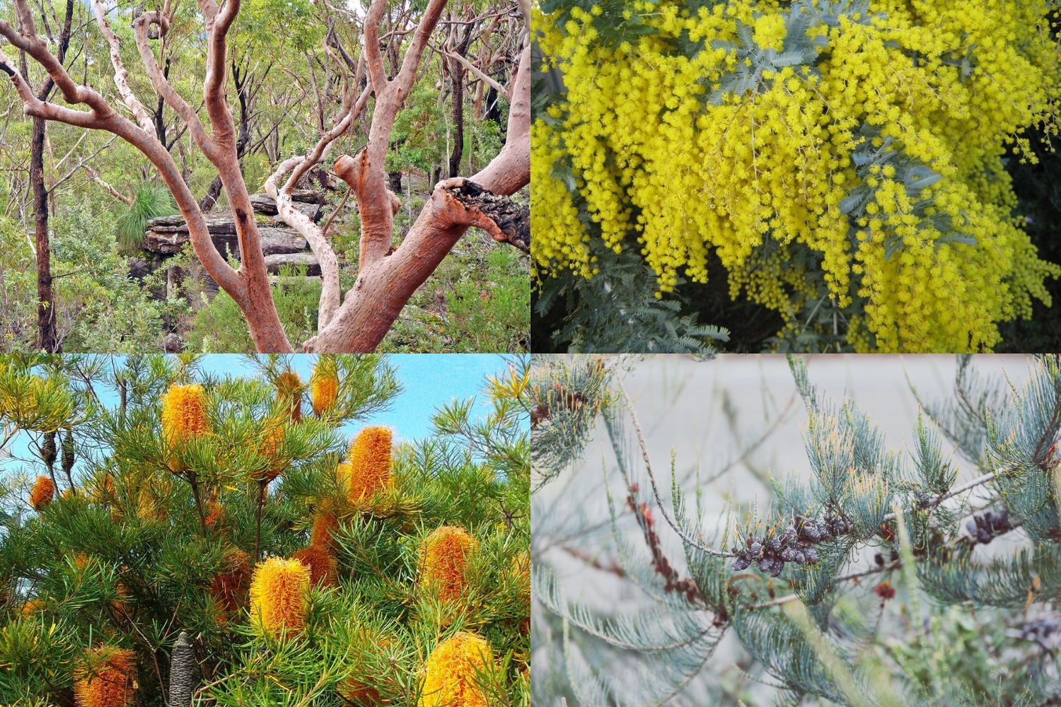 15 Native Australian Trees for Your Landscape | Constructionify