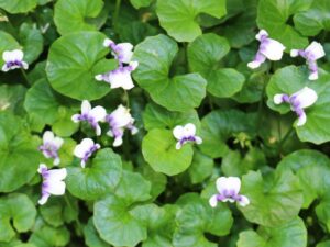 38 Landscaping Plants Australia: Top Choices for Low Maintenance ...