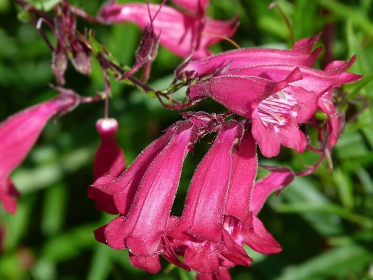 21 Best Perennials for Your Garden and Landscaping in Australia ...
