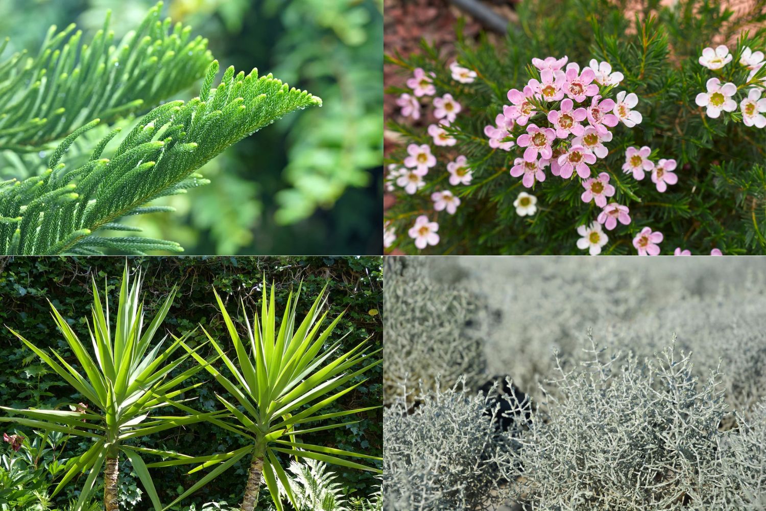 11 Plants That Grow in Sandy Soil in Australia | Constructionify