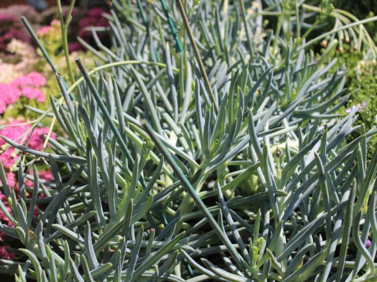 38 Landscaping Plants Australia: Top Choices for Low Maintenance ...
