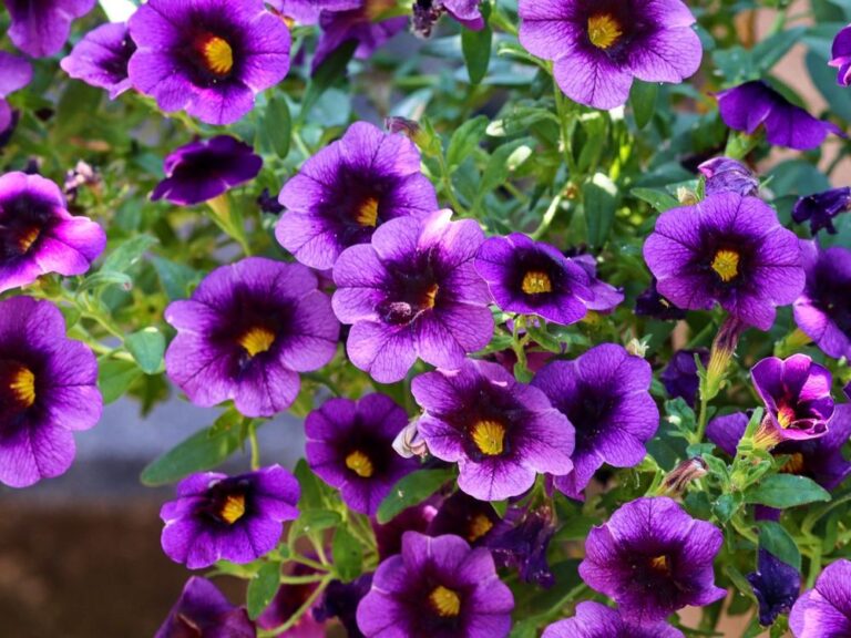 16 Cascading Plants: Transform Your Garden with Vibrant Greenery and ...